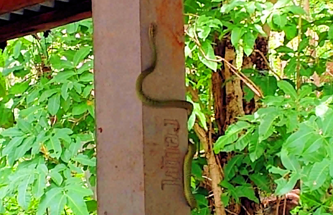 Golden Tree Snake | VISUAL THAILAND