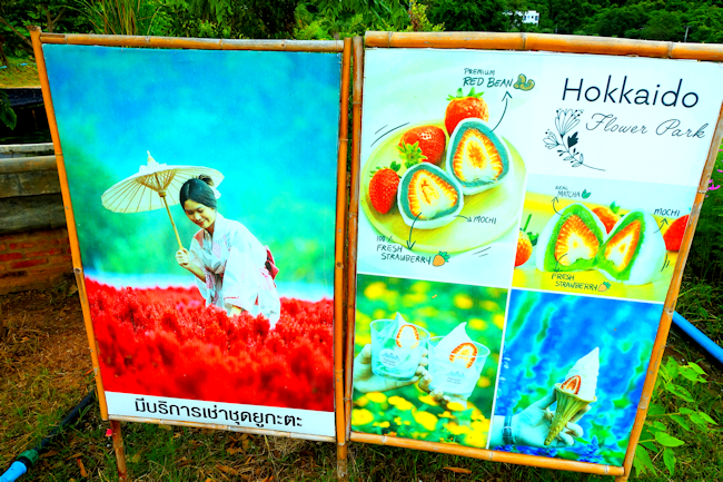 2026 Hokkaido Flower Park | VISUAL THAILAND