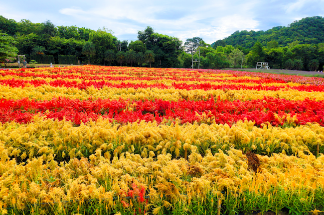 2026 Hokkaido Flower Park | VISUAL THAILAND